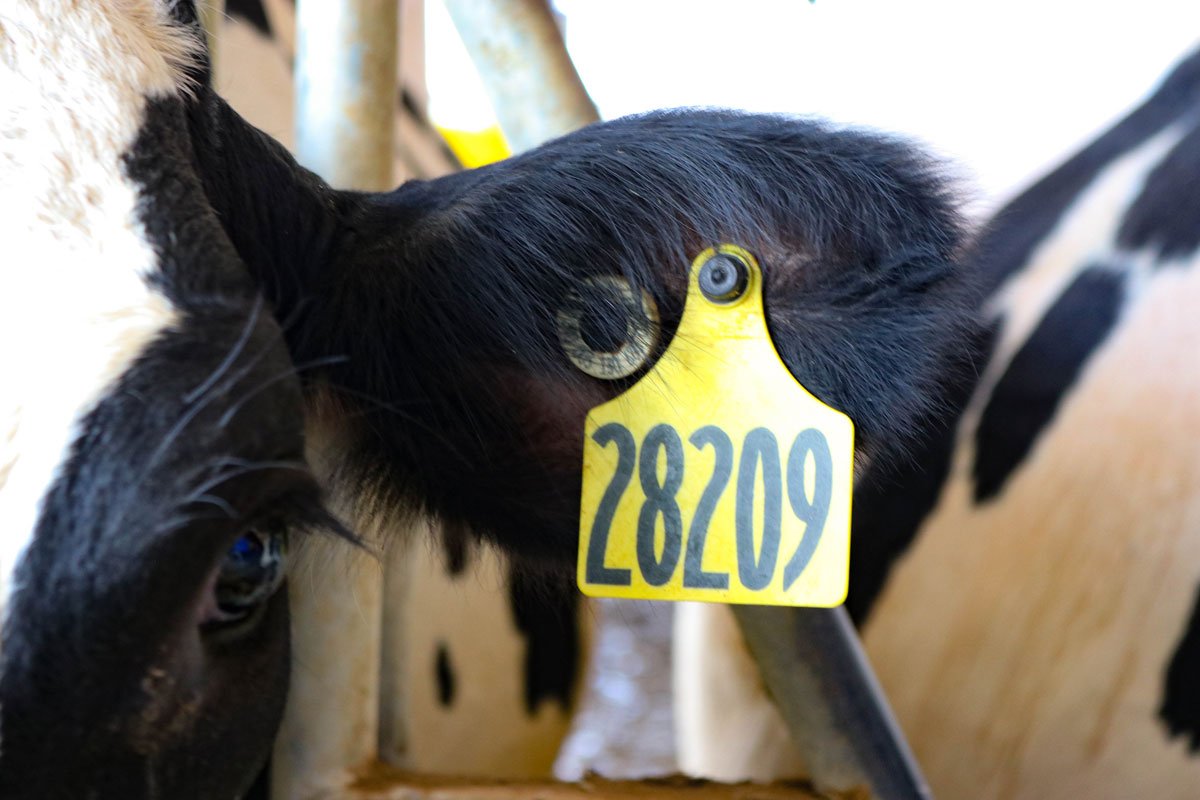 Animal Identification and Related Supplies | Dairy One