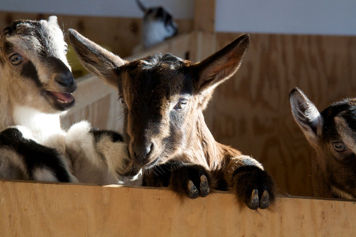 Goat Services | Dairy One