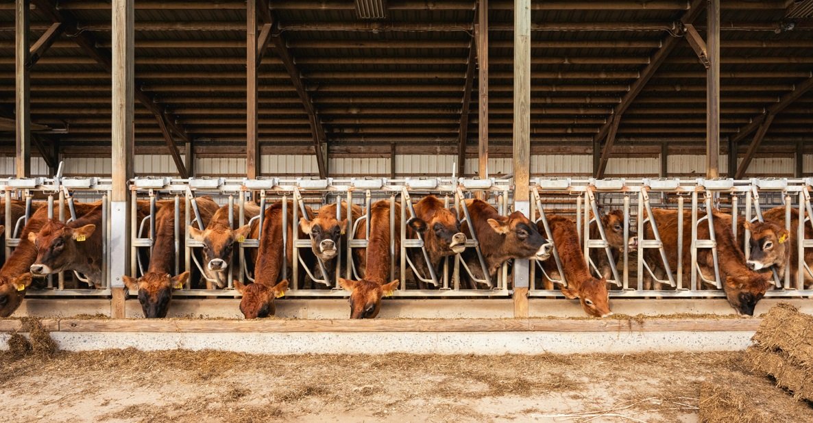 Tools for Providing the Best Care for Dairy Cows | Dairy One