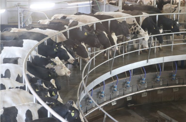 Blue Board | Dairy One